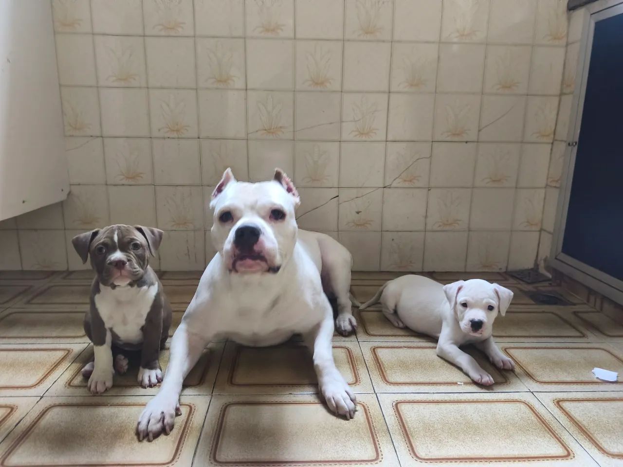 American Bully - Cachorros - Vila Rosali, São João de Meriti 1466658383 ...