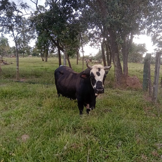 Mini touro | +3822 anúncios na OLX Brasil