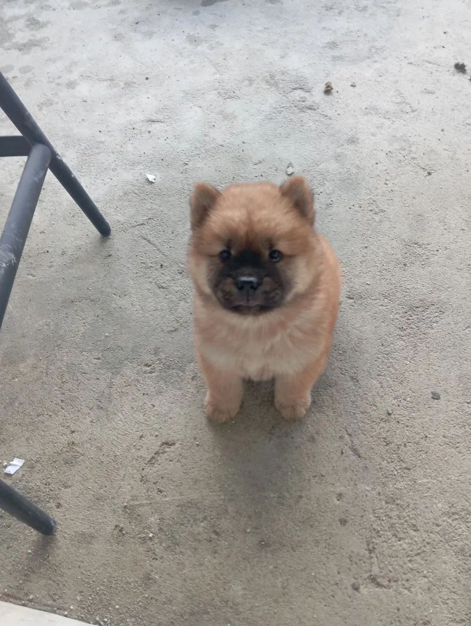 Lindos filhotes de Chow Chow premitivo Língua roxa - Cachorros - Ibura ...