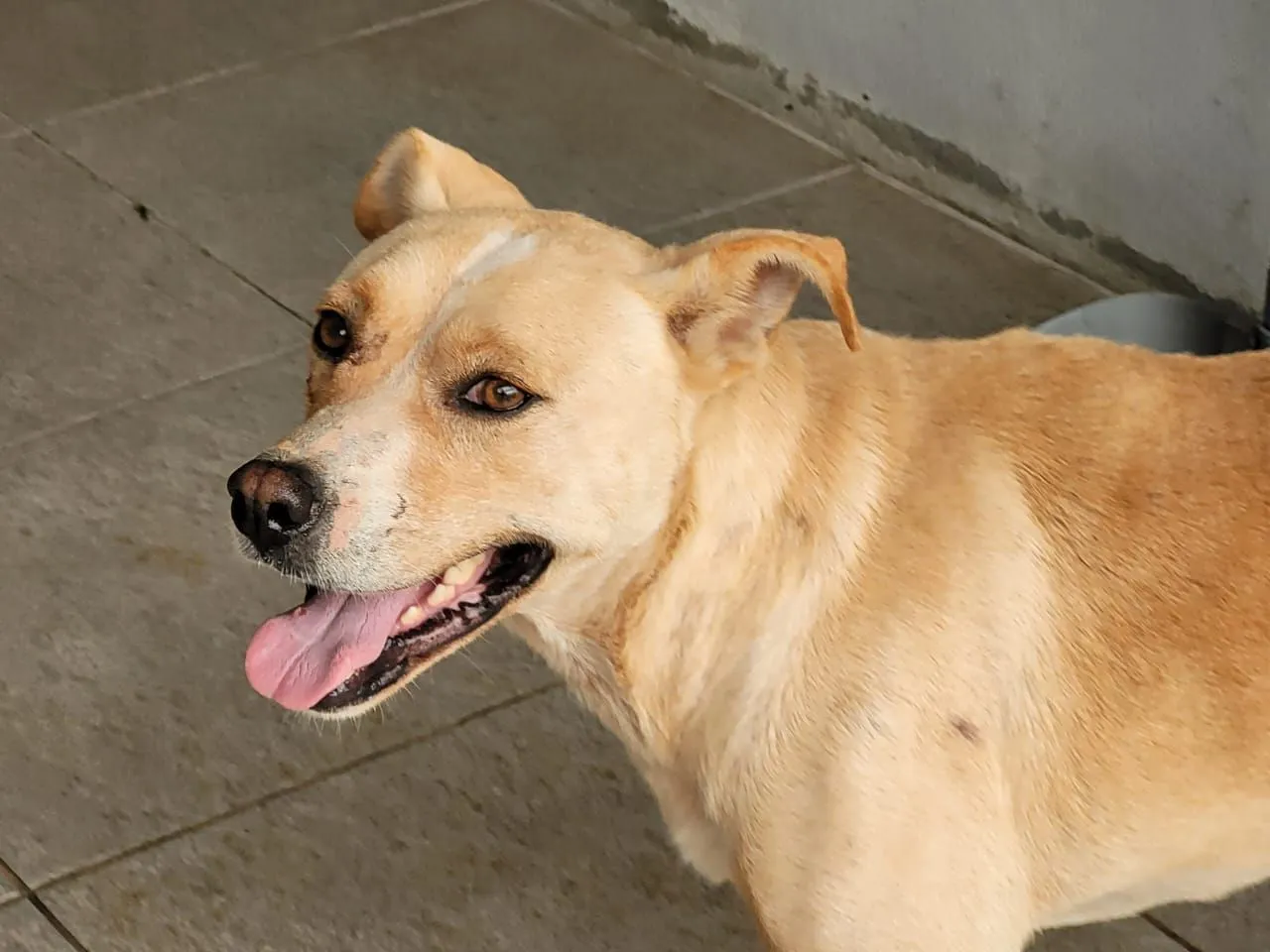 "cachorro caramelo" - Cachorros no Brasil