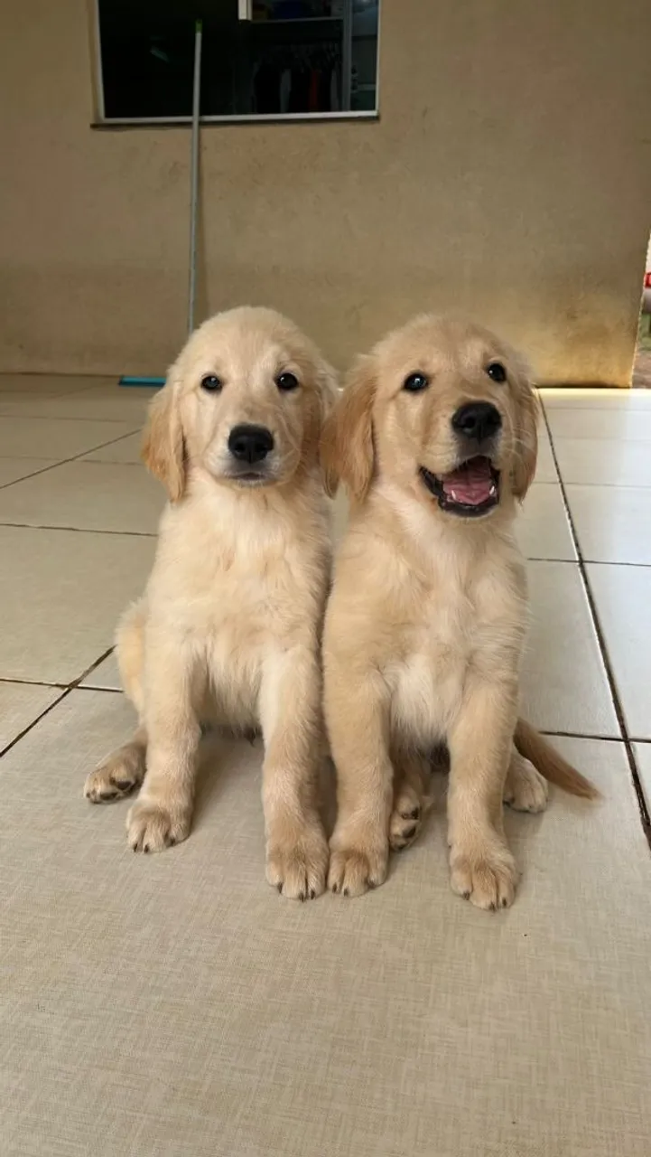 "filhotes de golden retriever" - Cachorros no Brasil