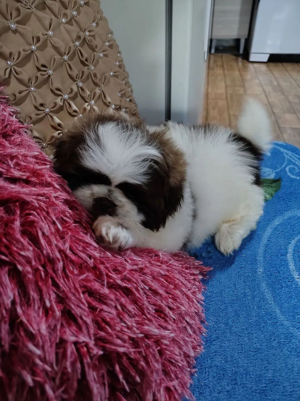 Filhote Shih Tzu micro lindo macho 800 - Cachorros - Aririú, Palhoça ...