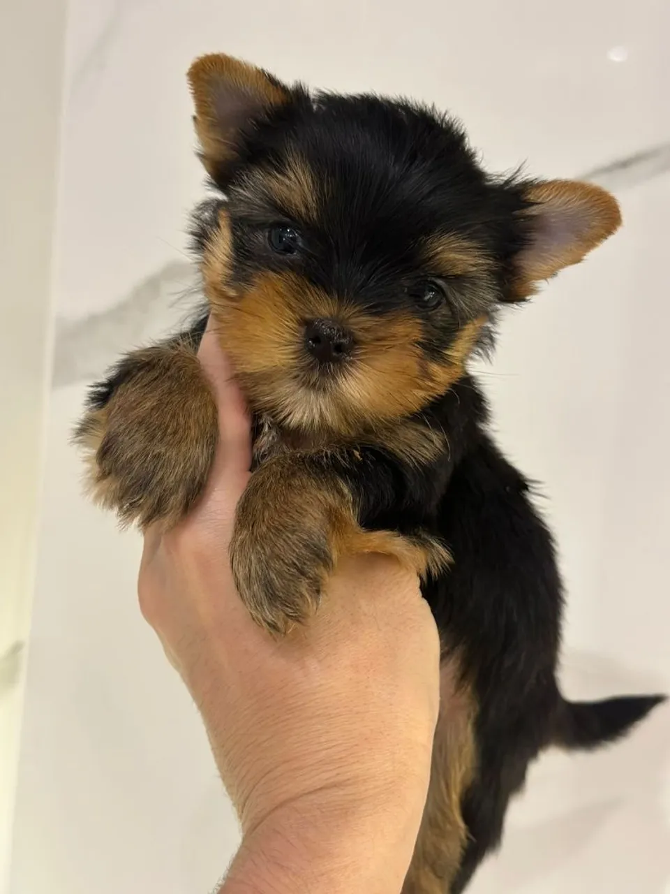 "yorkshire terrier mini" - Cachorros no Brasil
