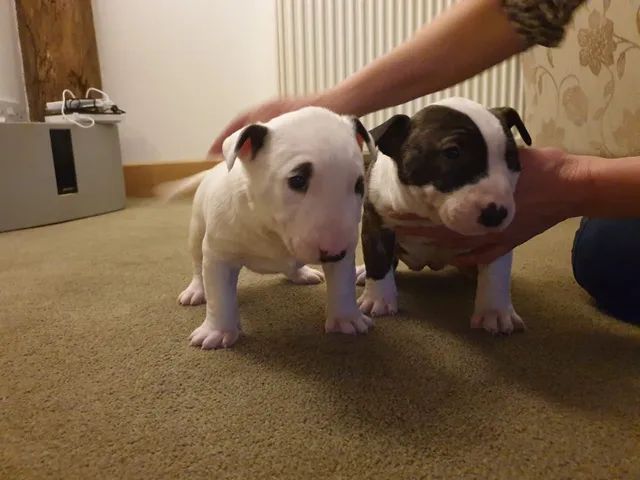 "bull terie" no Brasil