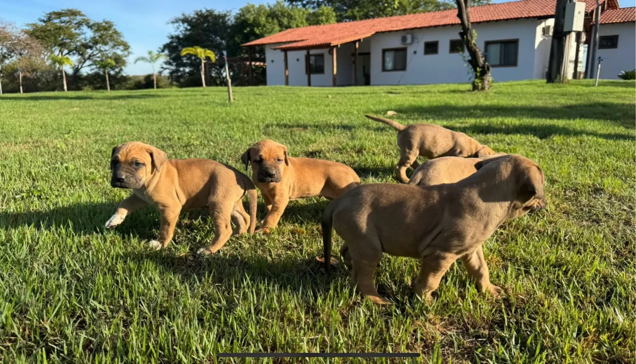 "filhote de fila brasileiro" - Cachorros no Brasil