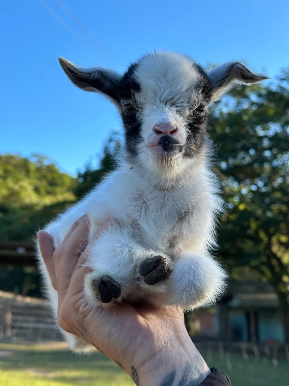 "mini cabras" no Brasil