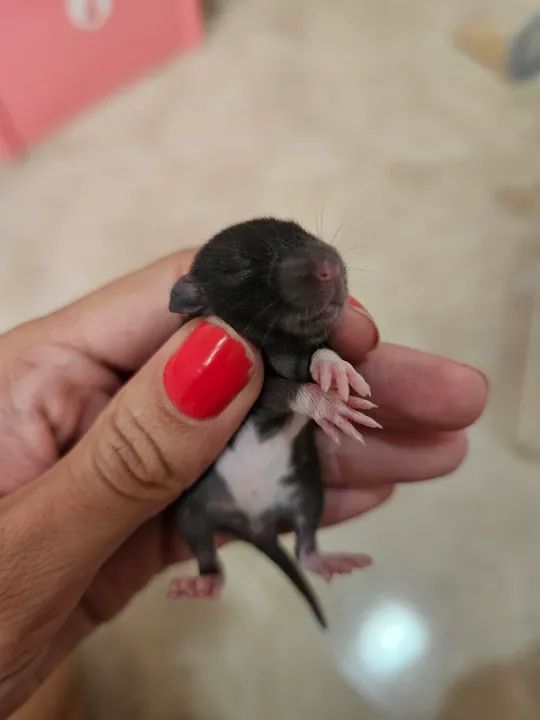 Filhotes de rato Twister Black dumbo - Outros animais - Jardim das ...