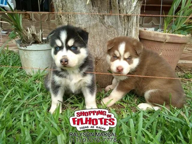Filhotes de Husky Siberiano com Pedigree à Venda - Garanta o Seu ...