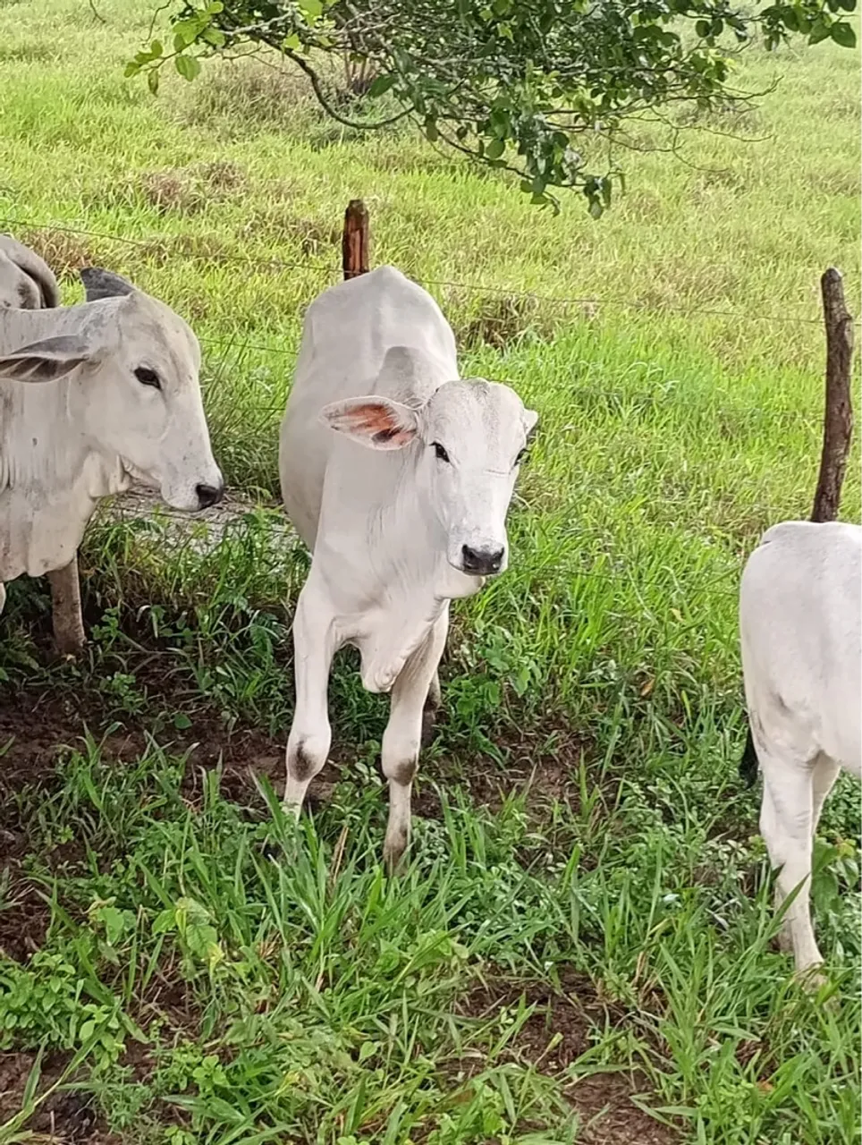 "bezerros ou bezerras" no Brasil