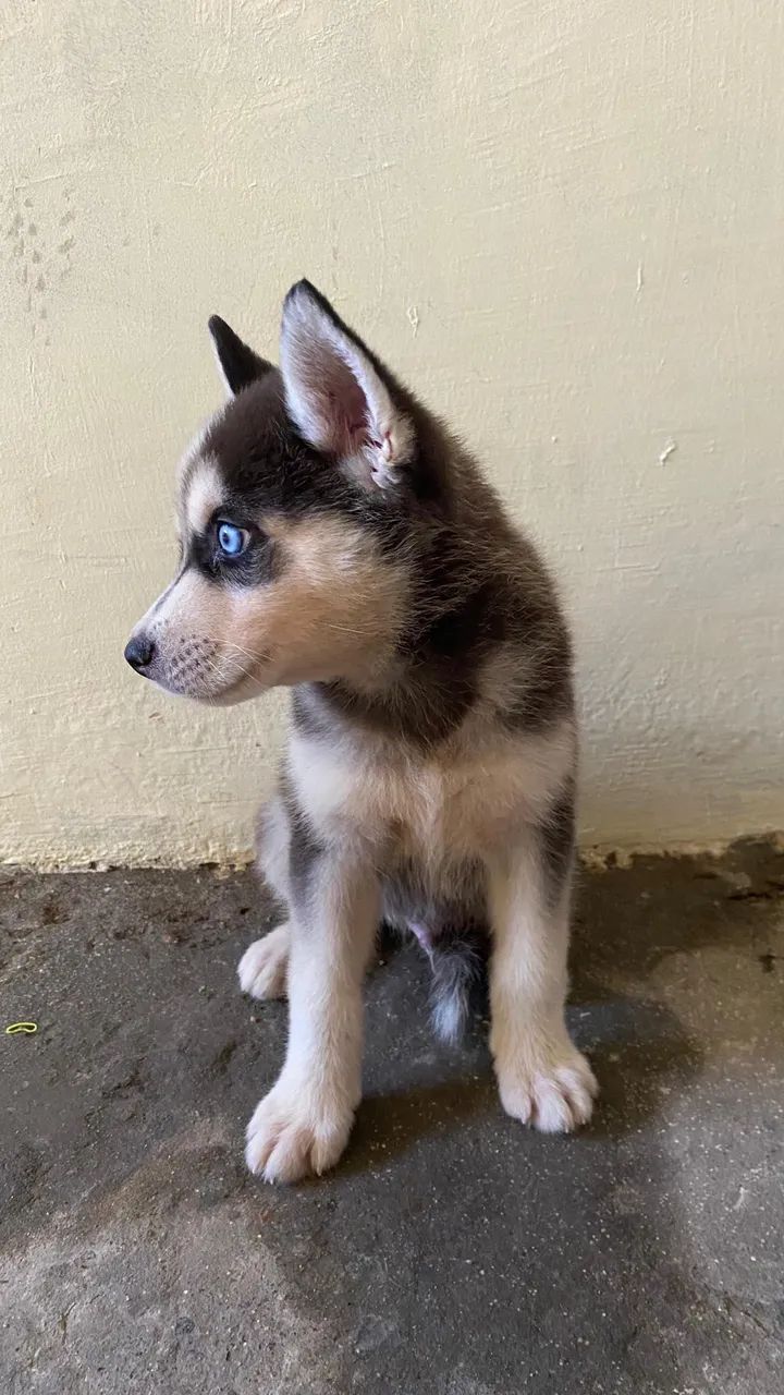 Husky siberiano filhote - Cachorros - Colônia Terra Nova, Manaus ...