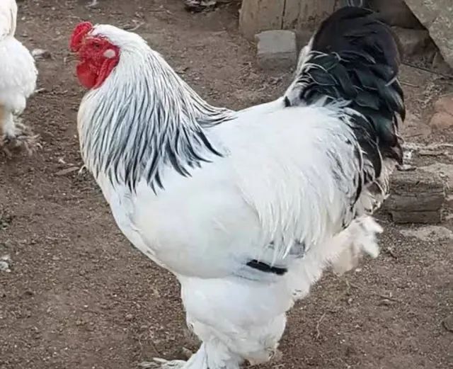 "galinhas brahma light" no Brasil