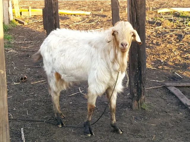 Bode filhote | +17 anúncios na OLX Brasil