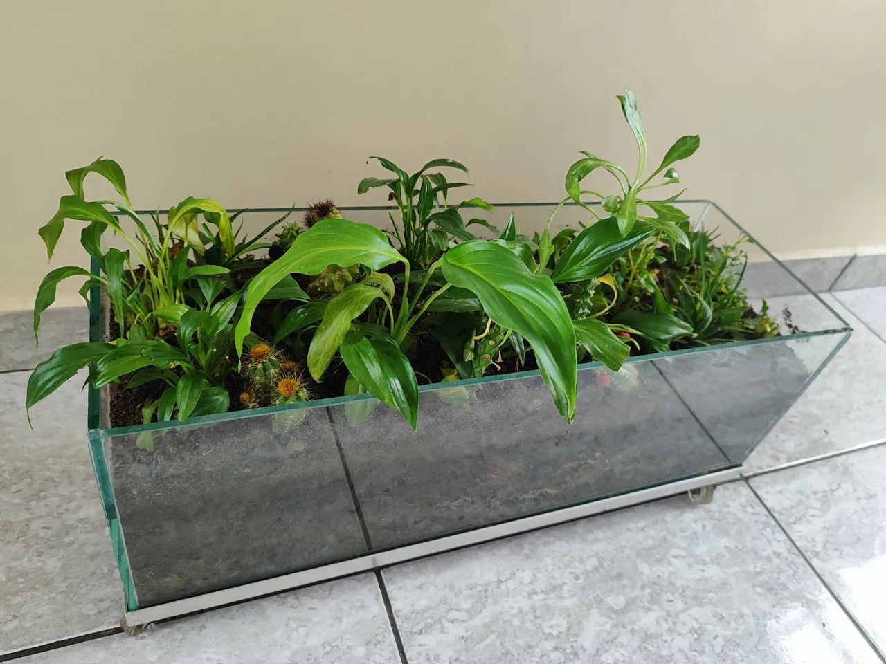 Vaso terrário de vidro c/ base alumínio e rodinhas para suculentas ...