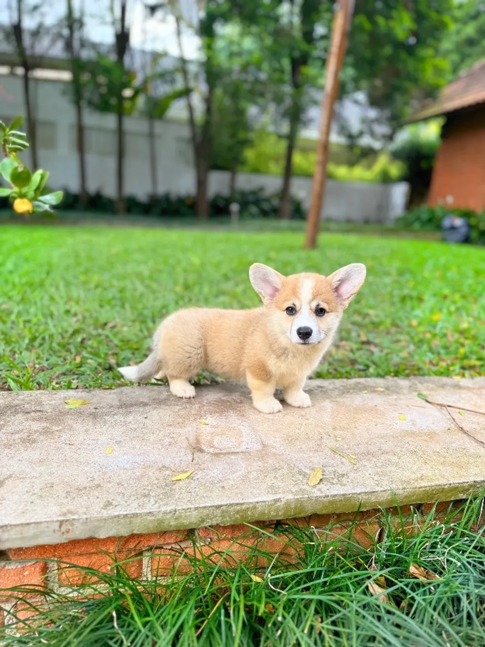 "corgi" - Cachorros no Brasil