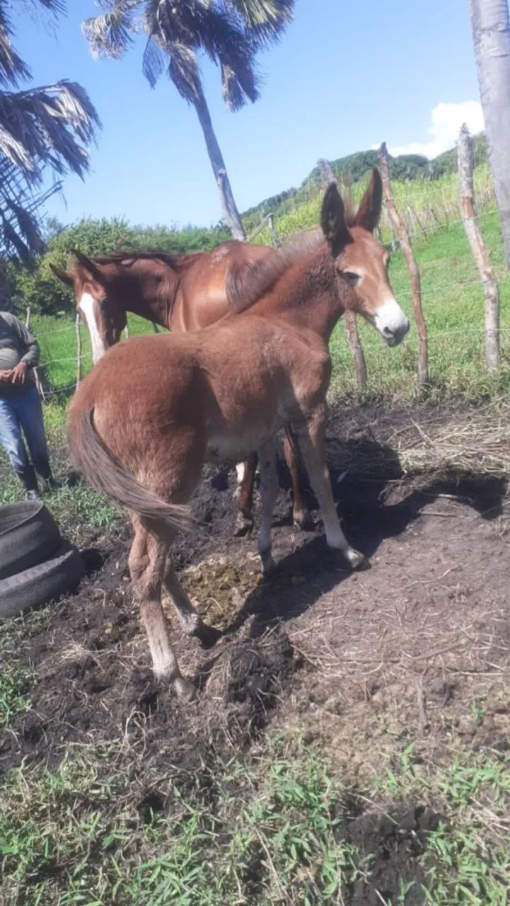 "jumentos" no Brasil