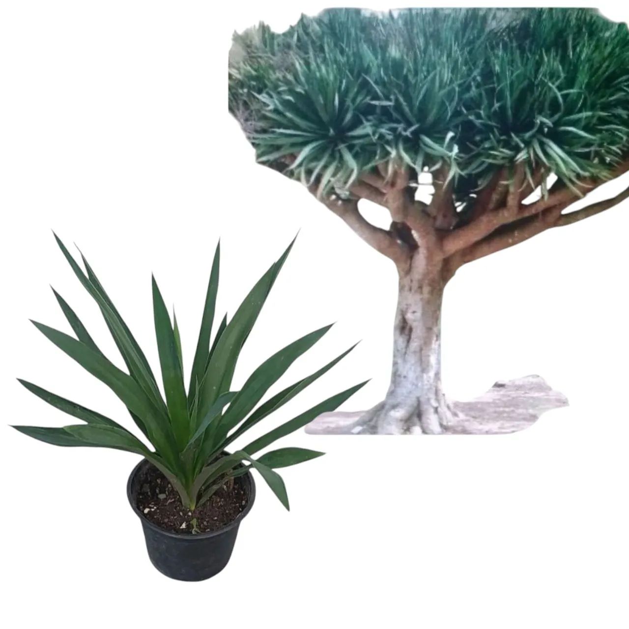 1 Muda dragon dracaena planta pro seu jardim - Jardinagem e Plantas ...