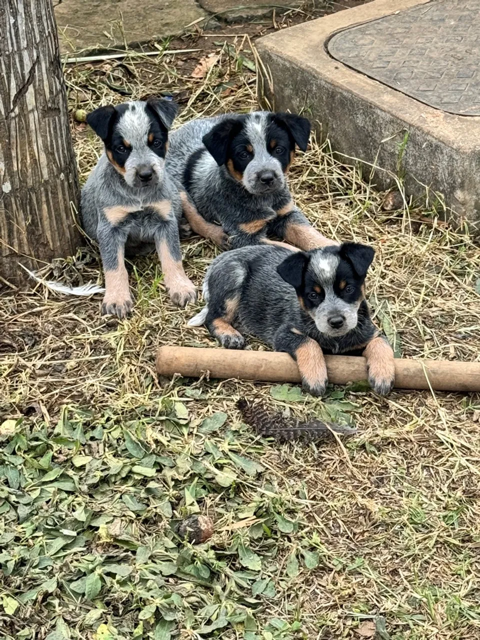 "cachorros blue heeler" - Cachorros no Brasil