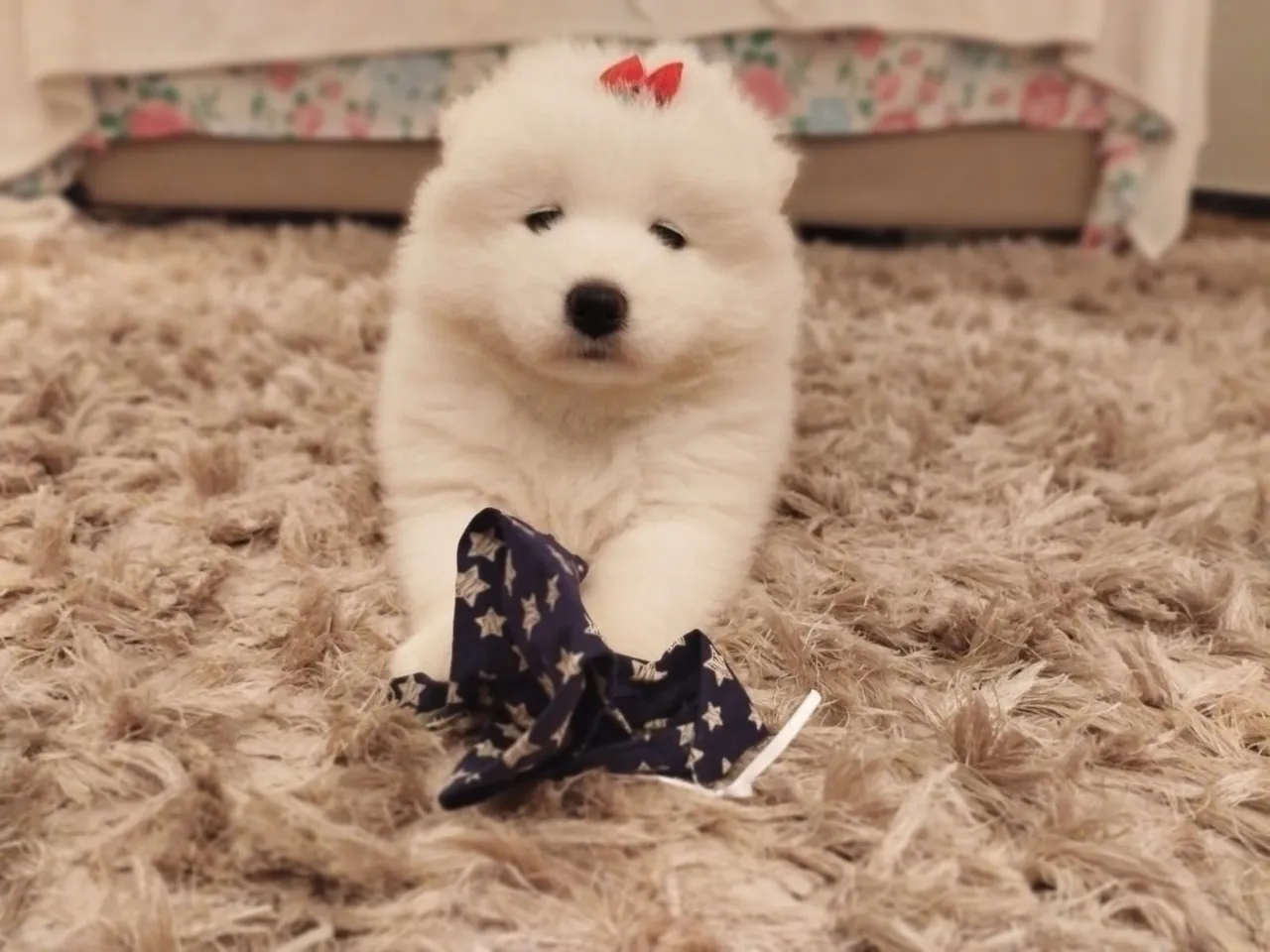 "cachorros samoieda" - Cachorros no Brasil