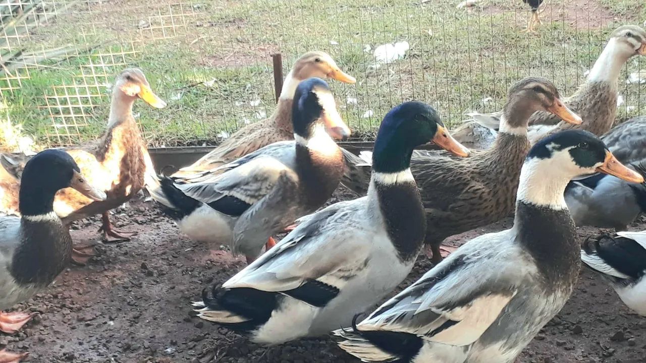 "marrecos rouen" no Brasil