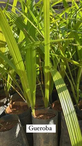 "mudas de gueroba" no Brasil