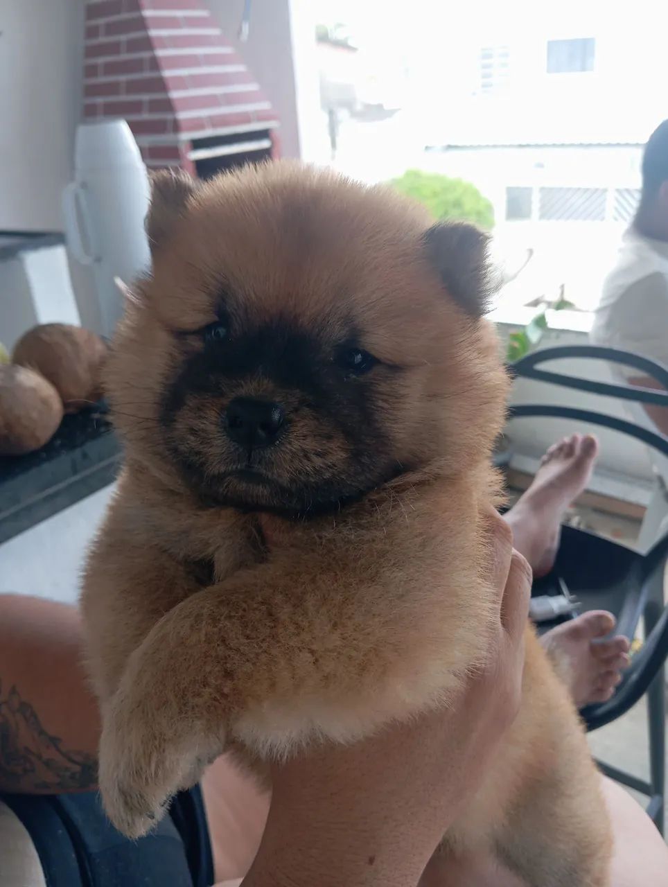 Lindos filhotes de Chow Chow premitivo Língua roxa - Cachorros - Ibura ...