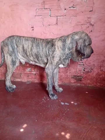 "dogo brasileiro" no Brasil