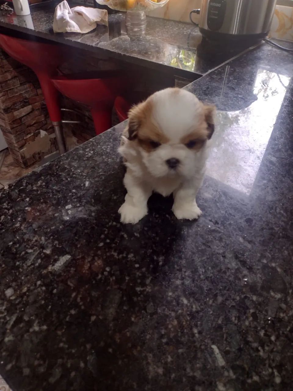 Animais de estimação - Cachorros - São Francisco, Niterói 1444199266 | OLX