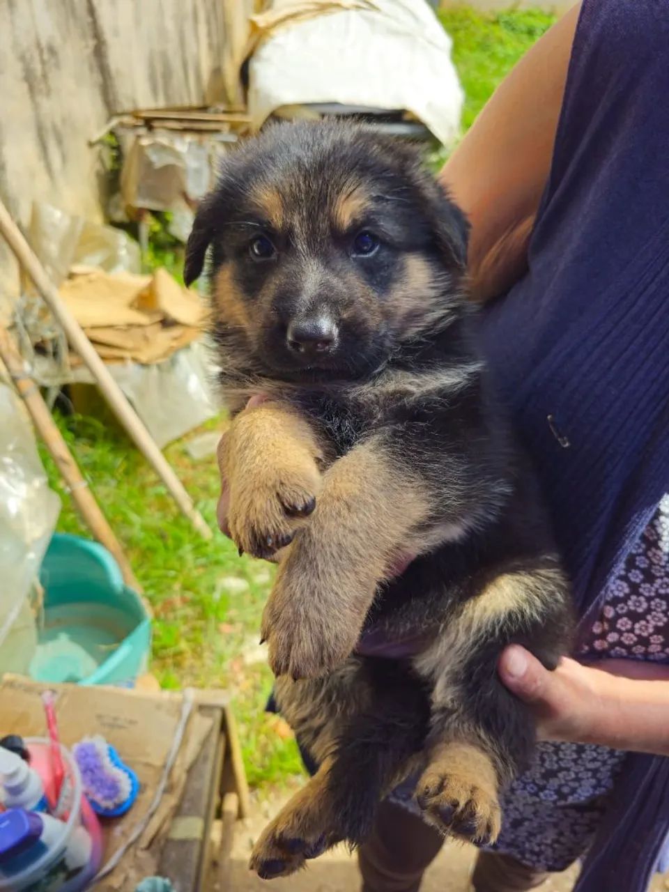 Filhote de Pastor Alemão - Puro Sangue - Cachorros - Mongaguá ...