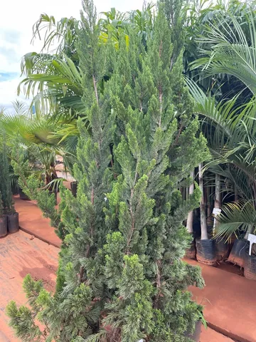 "muda de pinheiro" - Jardinagem e Plantas no Brasil