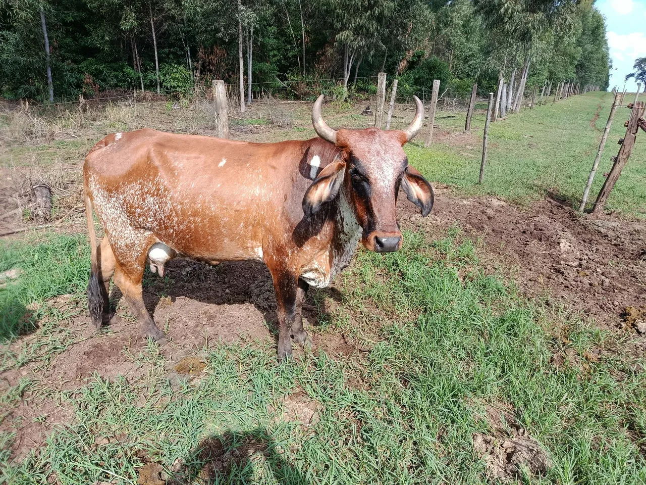 "vacas gir leiteiro" no Brasil