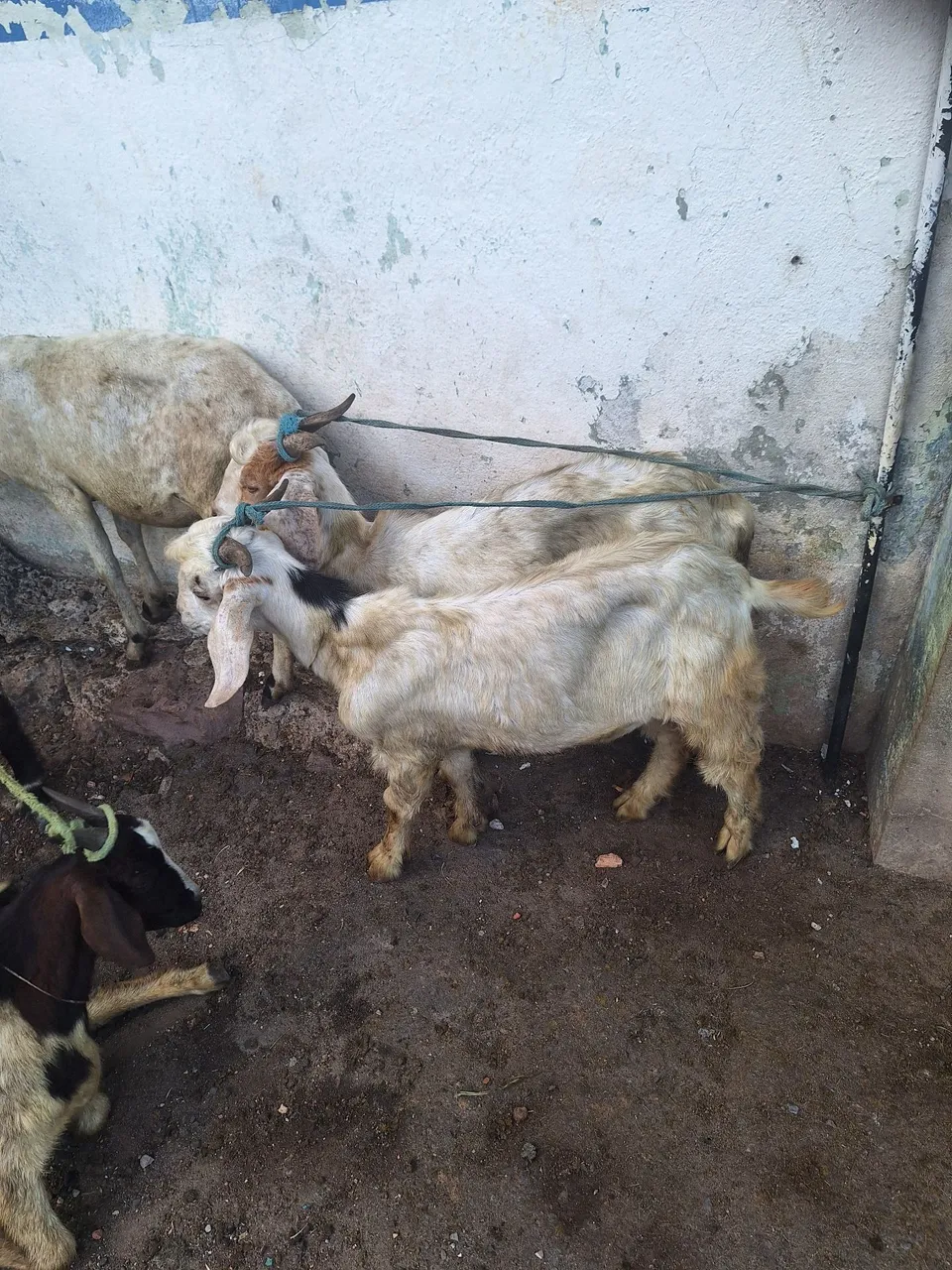 "bodes e cabras" no Brasil