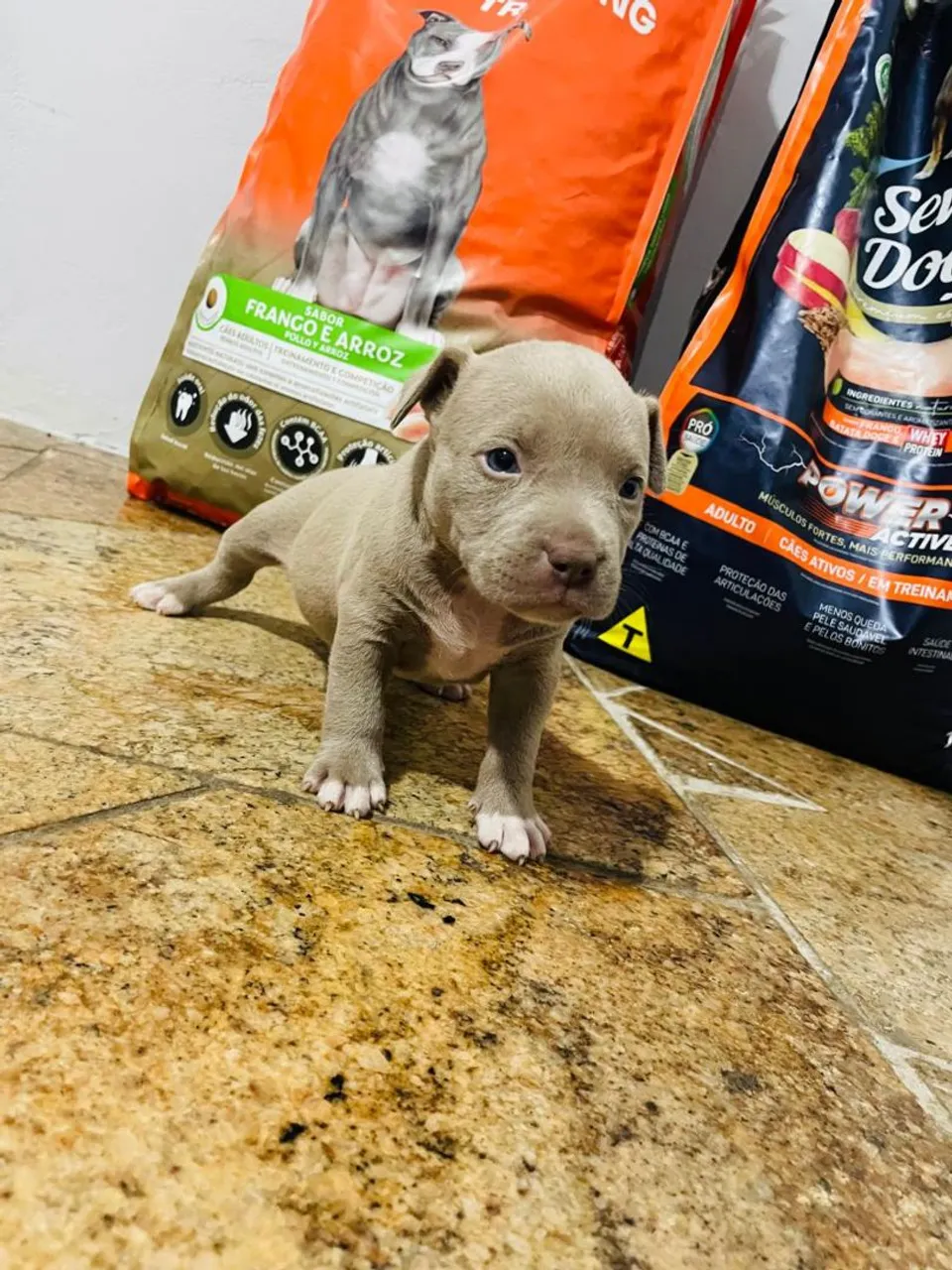 "filhotes de american bully" - Cachorros no Brasil