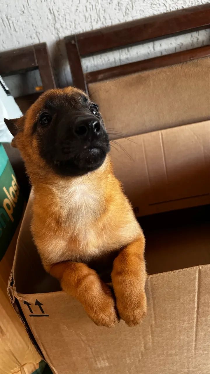 Pastor belga Malinois - Cachorros - Samambaia Sul (Samambaia), Brasília ...