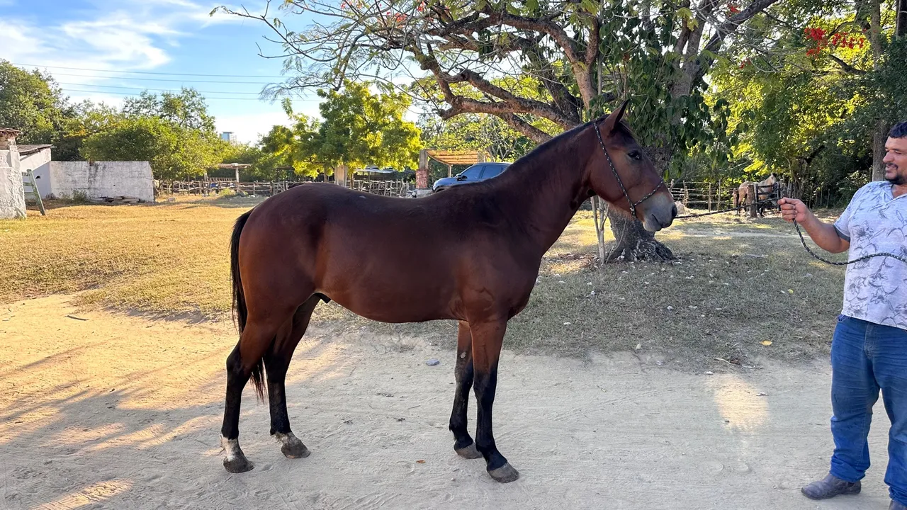"potros de 2 anos" no Brasil