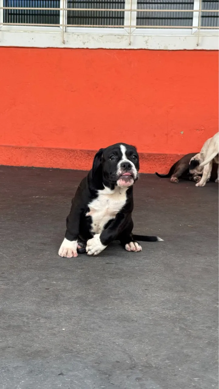 "olde english" no Brasil