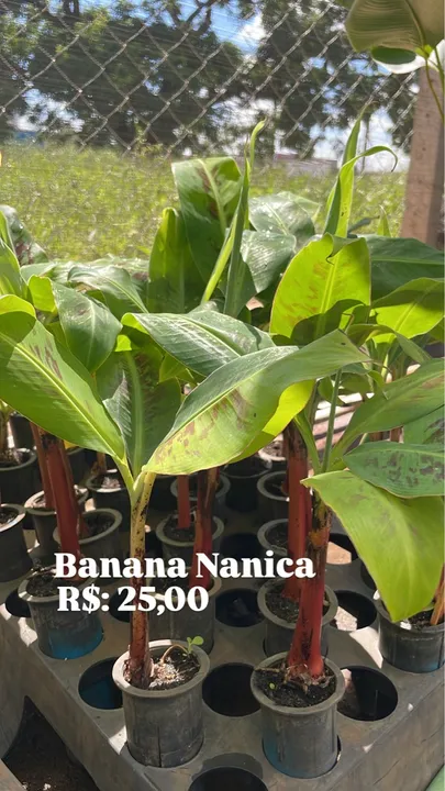 "banana nanica" no Brasil