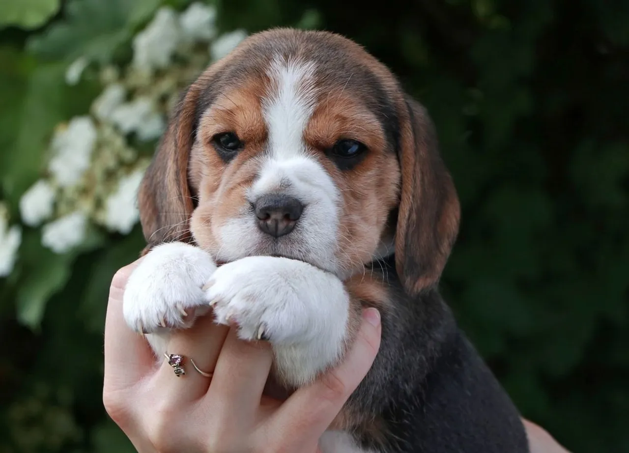 "filhotes de cachorros beagle" - Cachorros no Brasil