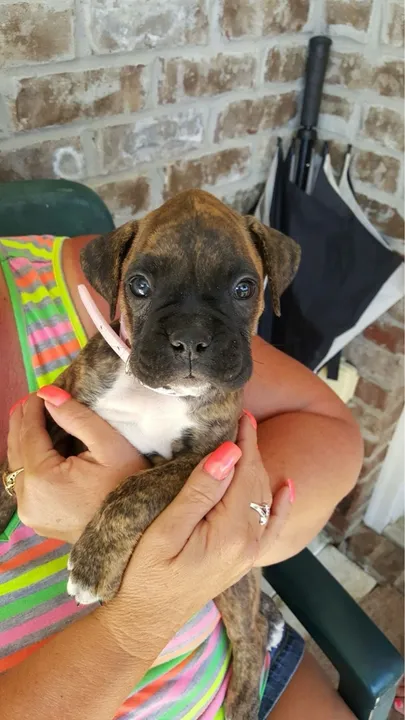 "filhotes de boxer" - Cachorros no Brasil