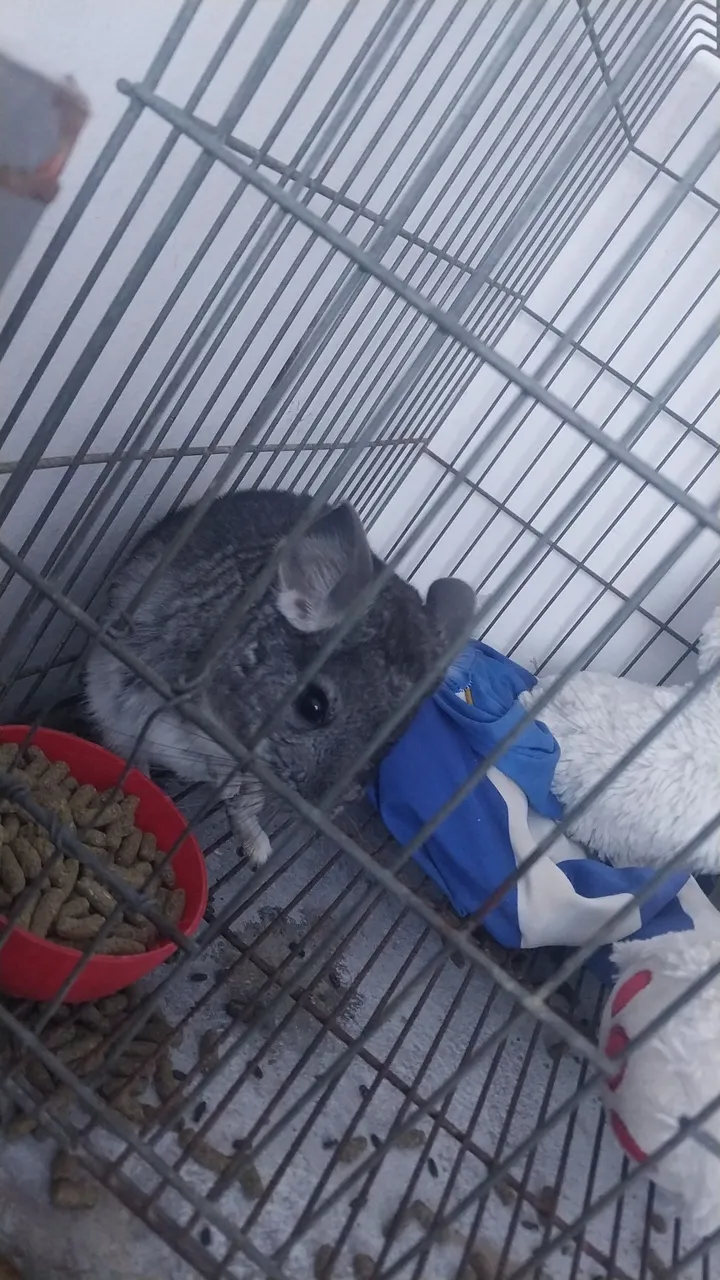 "chinchila" no Brasil