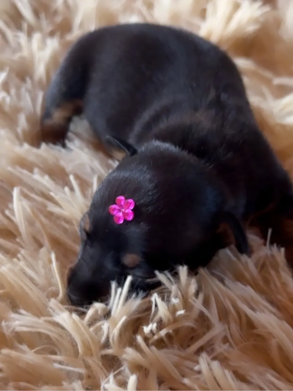 "pinscher 0" - Cachorros no Brasil