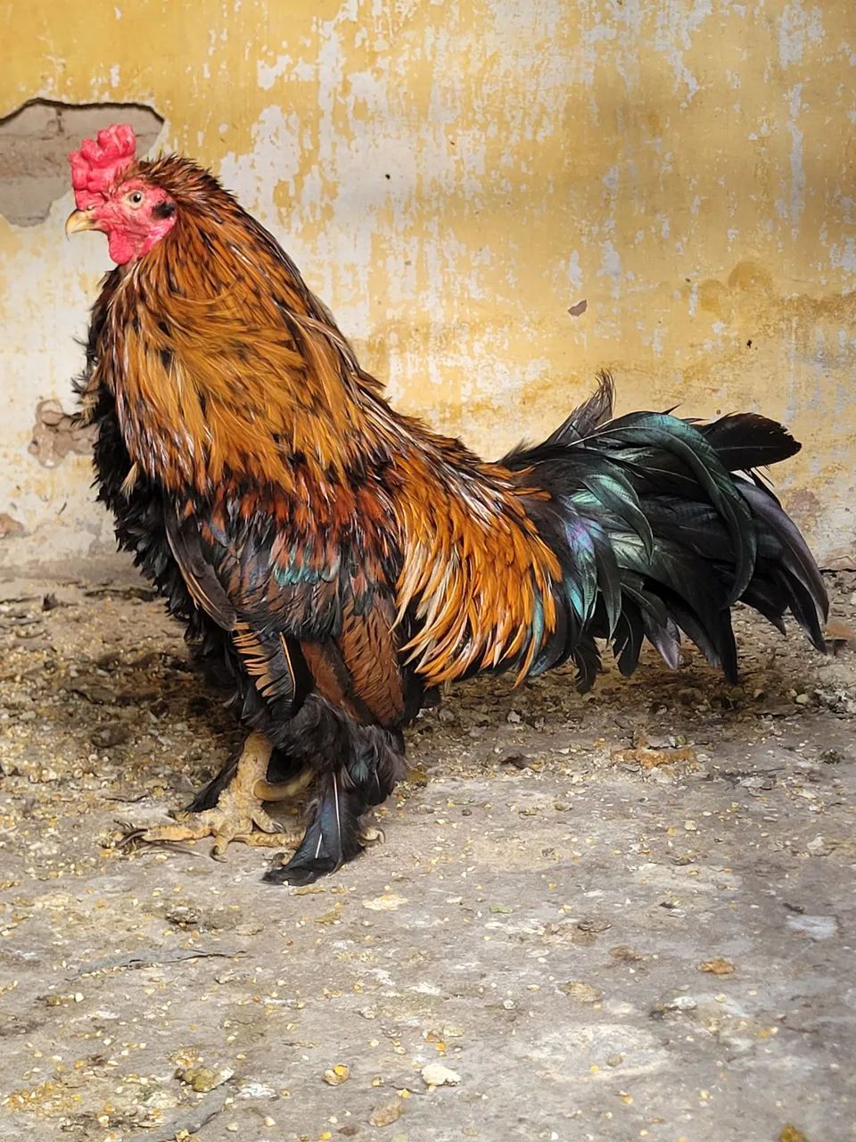 Galinhas caipiras vivas - Animais para agropecuária - Guajeru ...