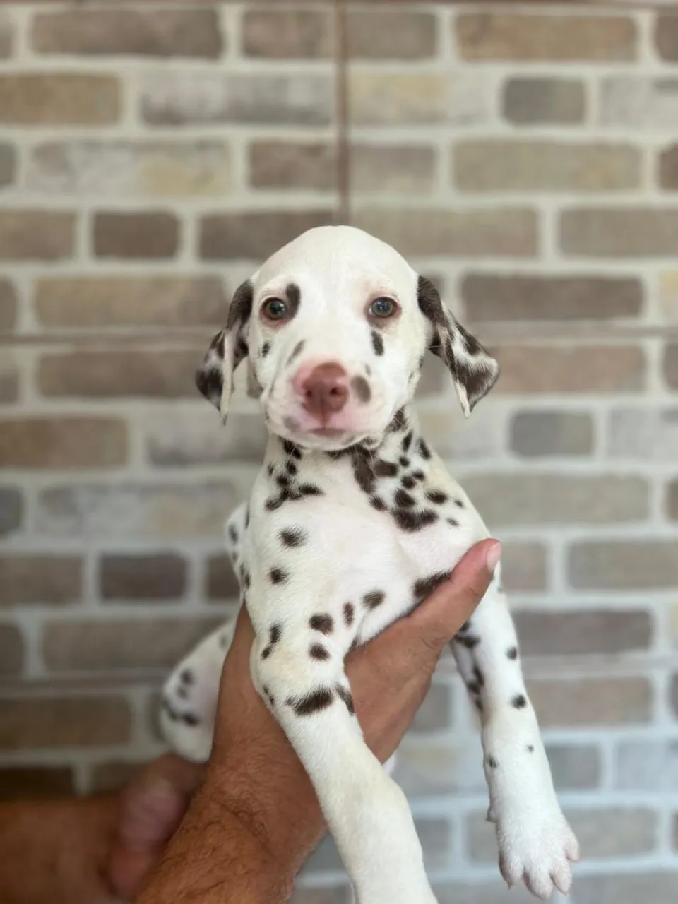 "dalmata femea" - Cachorros no Brasil