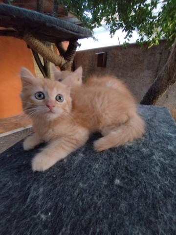 Angora com persa | +28 anúncios na OLX Brasil