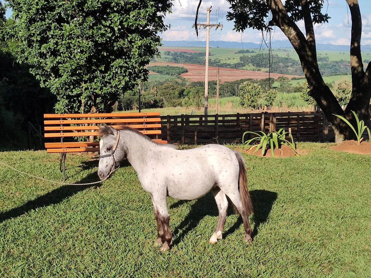"mini ponei" no Brasil