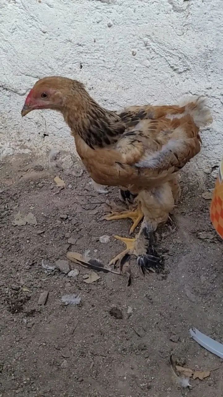 Pinto Brahma Buff macho - Animais para agropecuária - Tamarineira ...