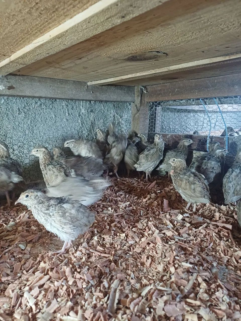 Codorna Japonesa - Animais para agropecuária - Jerônimo Monteiro ...