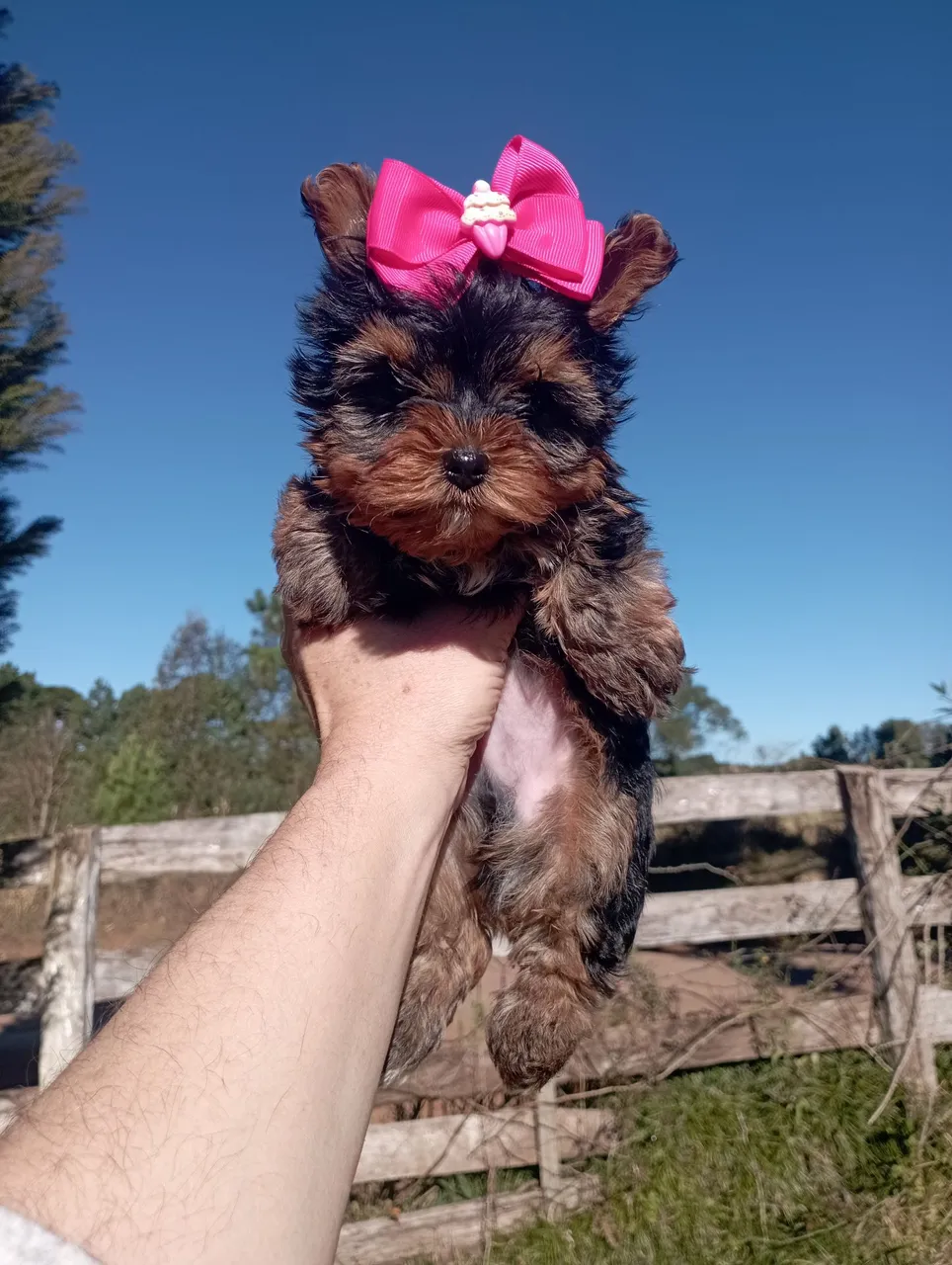 "yorkshire terrier mini" - Cachorros no Brasil