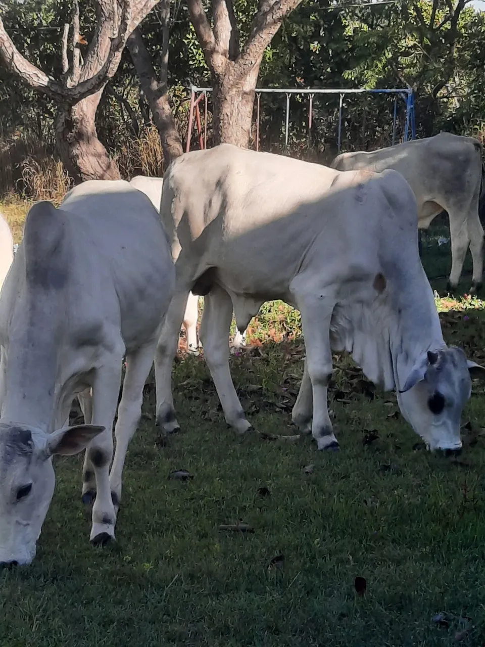 "garrote nelore" - Animais para agropecuária no Brasil