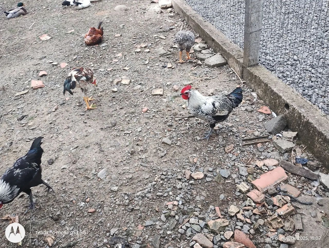 Frangos .. - Cachorros - Rio Bonito (Pirabeiraba), Joinville 1454035257 ...