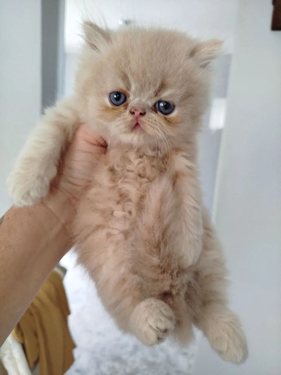 Gato persa - Gatos - Cordovil, Rio de Janeiro 1453894363 | OLX